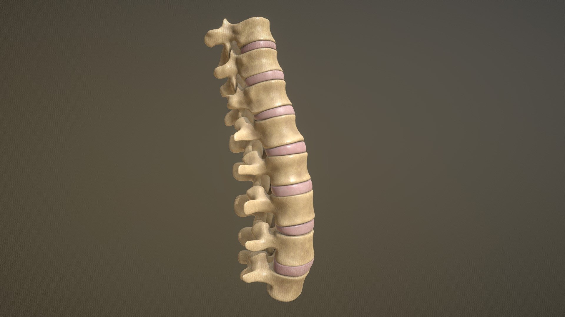 Human Lower Spine - Textured - 3D model by DoctorDon [9fe680e] - Sketchfab