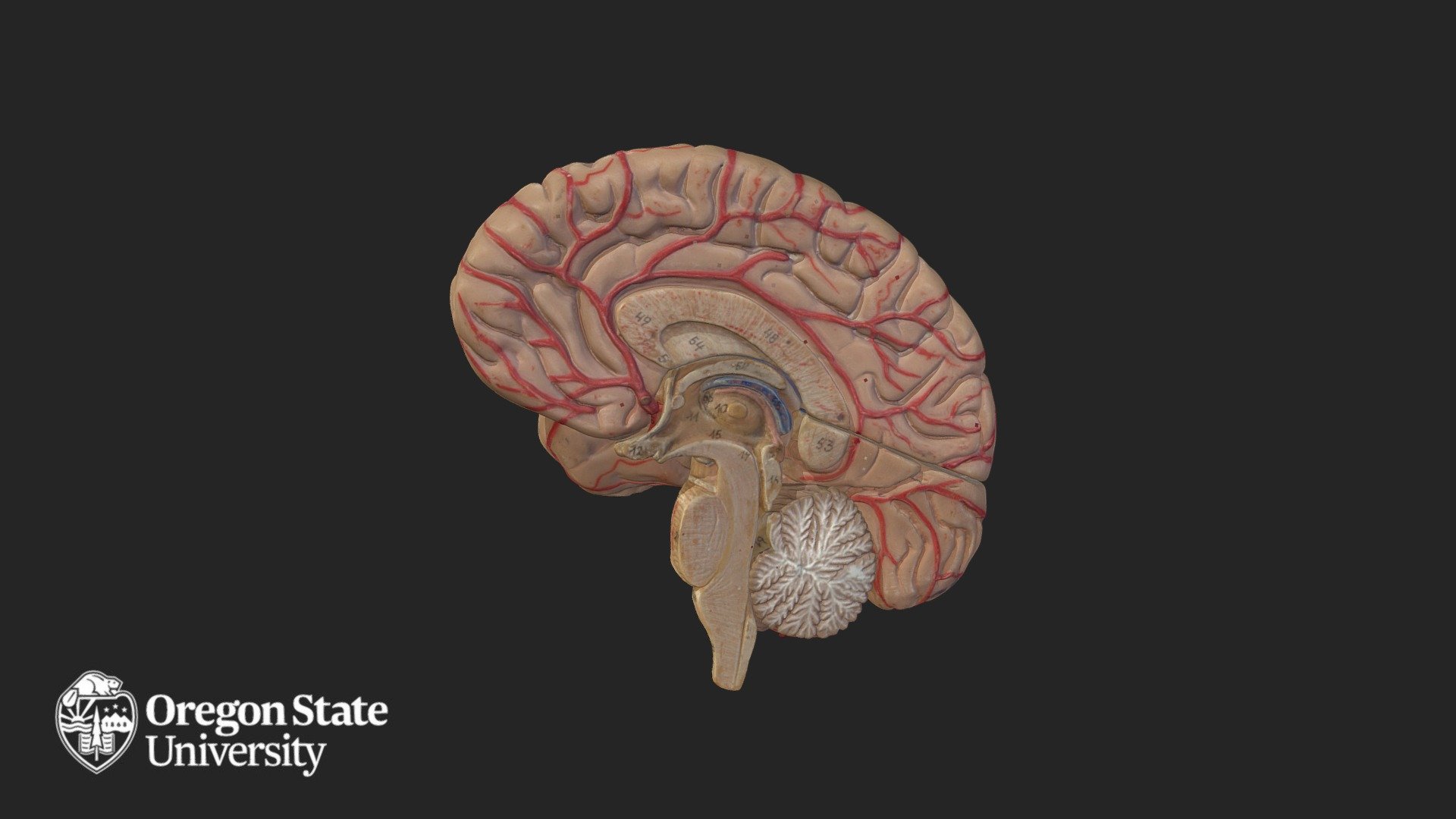 Human Brain - right hemisphere - Download Free 3D model by Oregon State ...