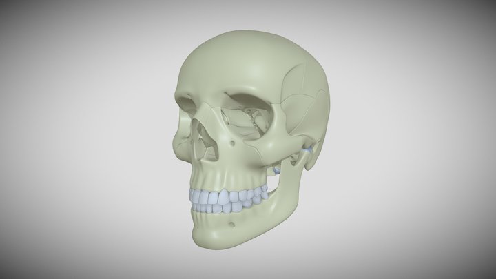 Maxilla 3D models - Sketchfab