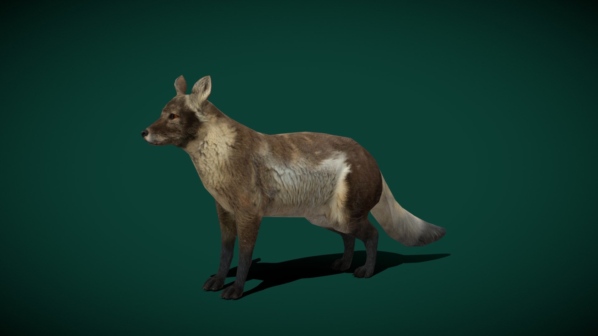Arctic Fox Summer (LowPoly) - Buy Royalty Free 3D model by ...