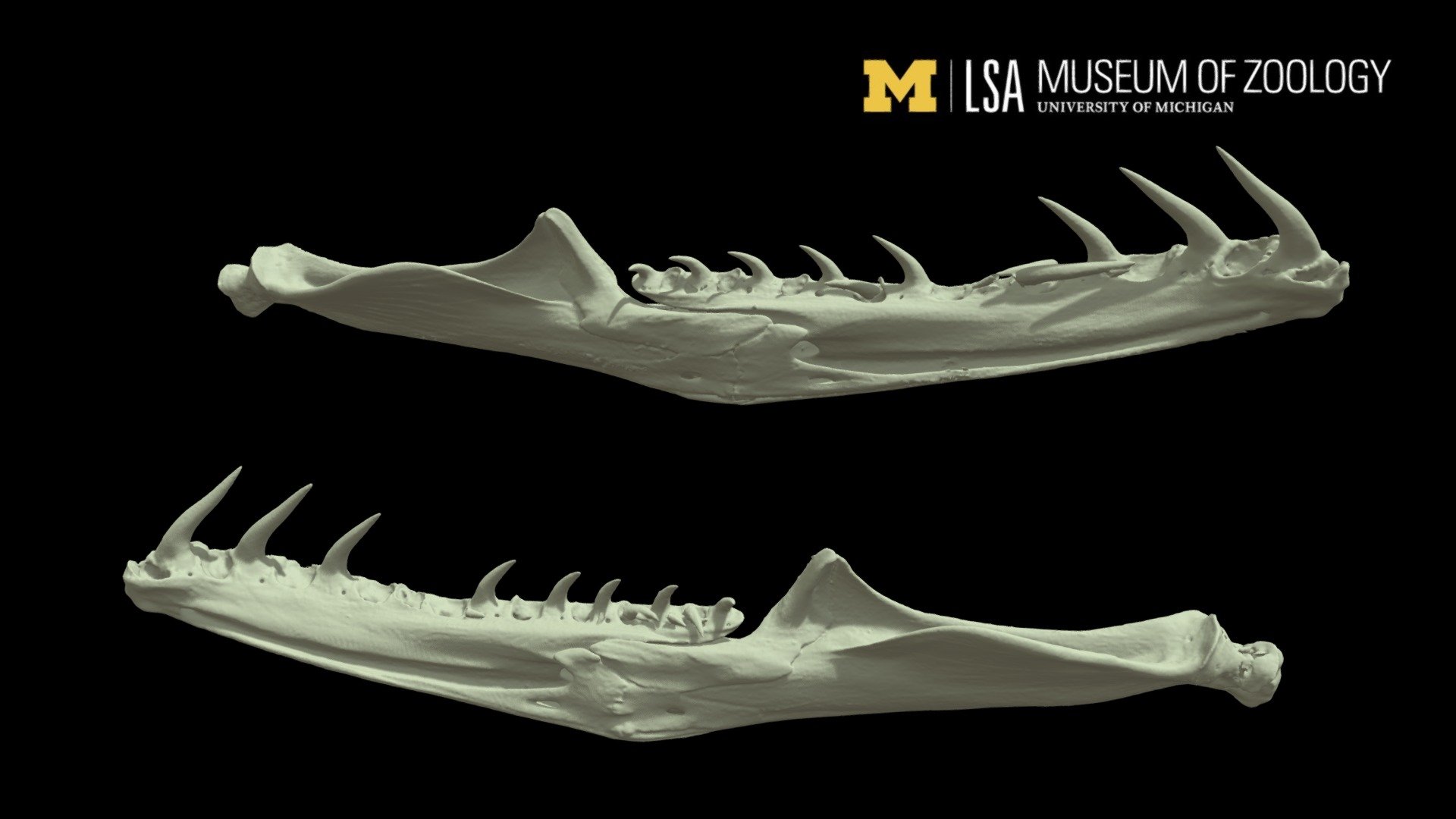 Boa constrictor lower jaws - 3D model by Michigan Herpetology (UMMZ ...