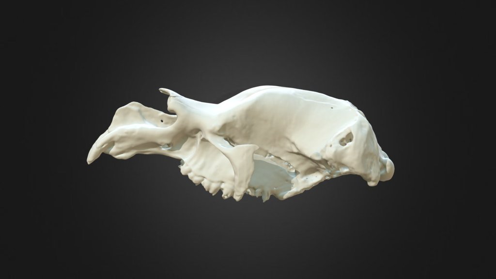 Diprotodon optatum cranium - 3D model by Alana Sharp (@asharp) [9ffaae3 ...