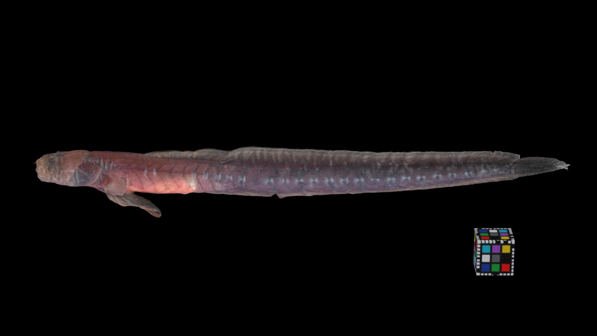 チワラスボ Bloody Eel Goby, Taenioides cirratus - Download Free 3D model by ...