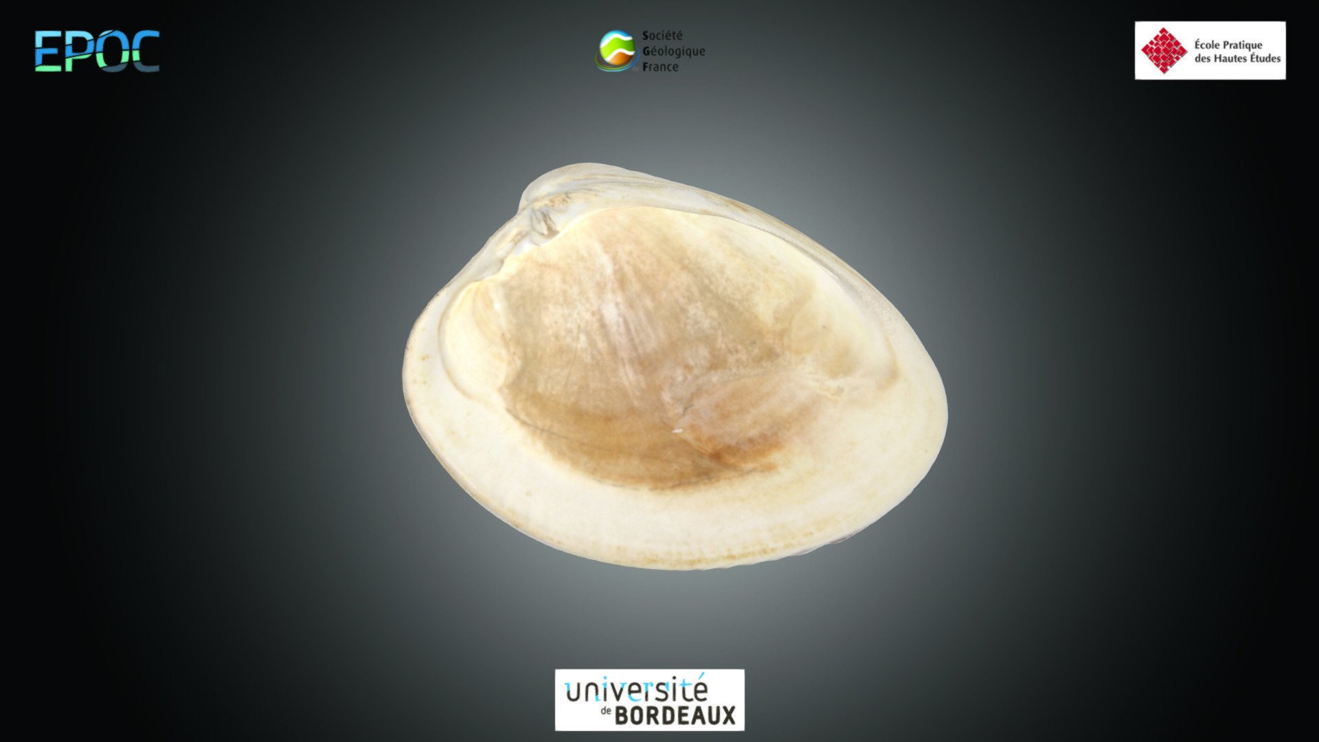 Bivalve - Mactra sp. - Download Free 3D model by Société Géologique de ...