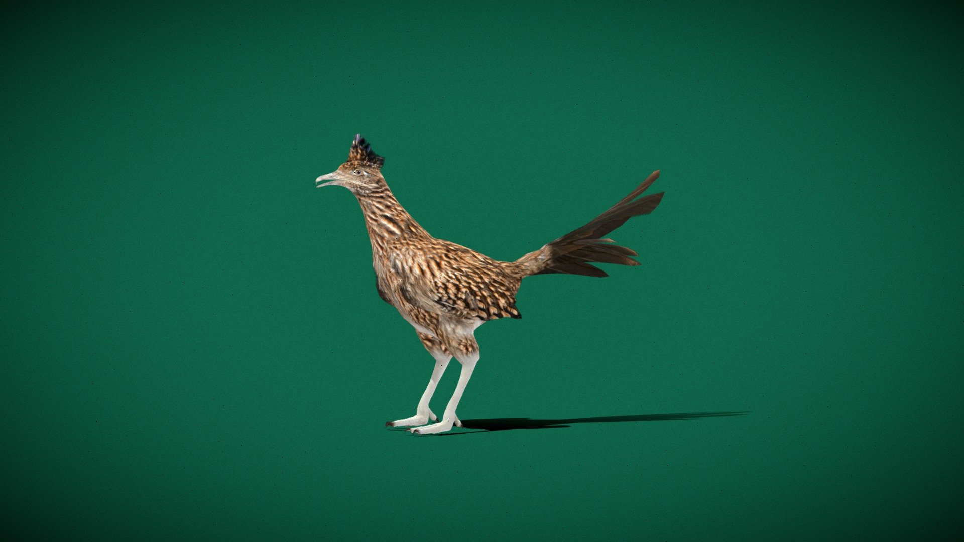 RoadRunner Cuckoos Bird (Lowpoly) - Buy Royalty Free 3D model by ...