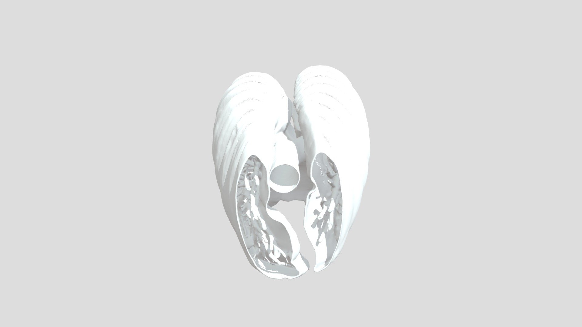 Normal: Lungs - Download Free 3D model by atugman [a001aaa] - Sketchfab