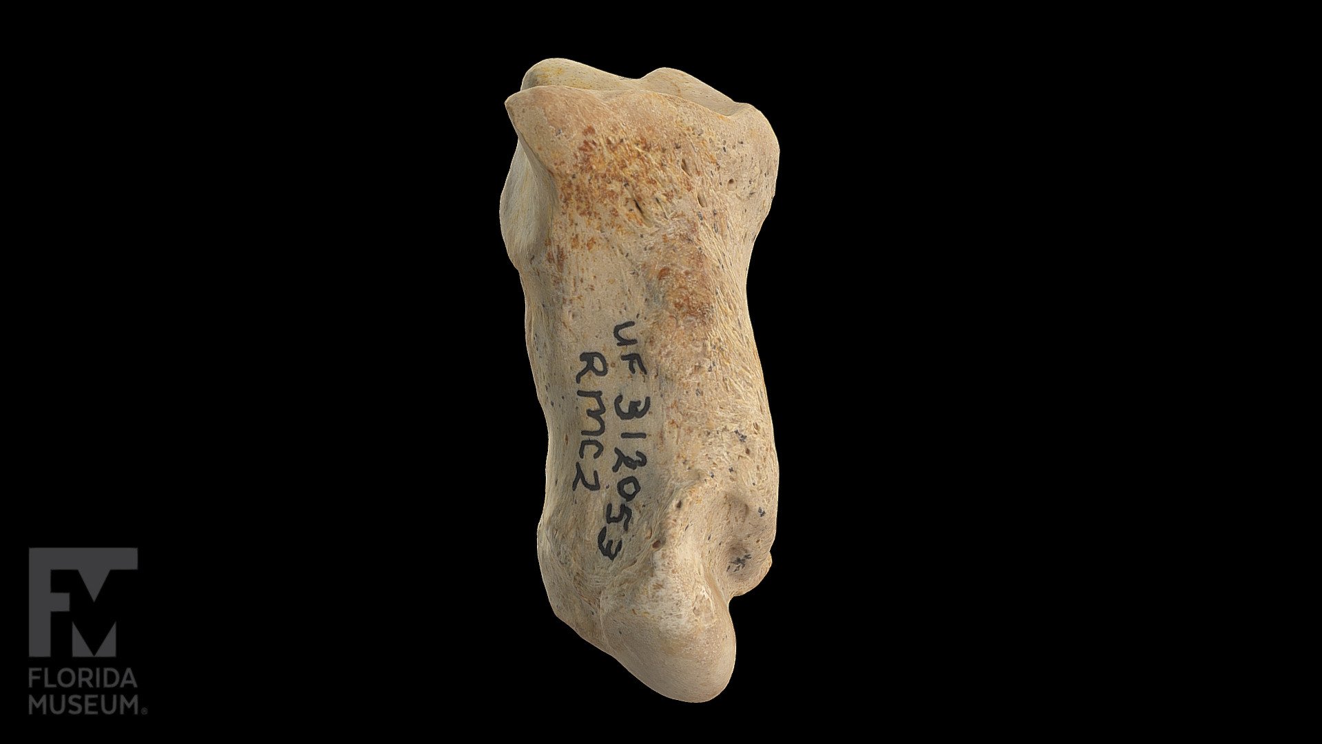 Ground Sloth hand bone fossil (UF 312053) - 3D model by FloridaMuseum ...