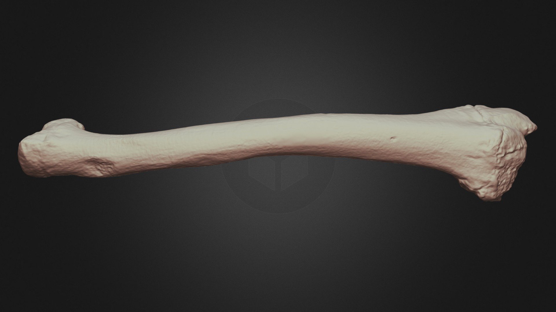 Ursus americanus (Black Bear) Right Radius - 3D model by Lakehead ...