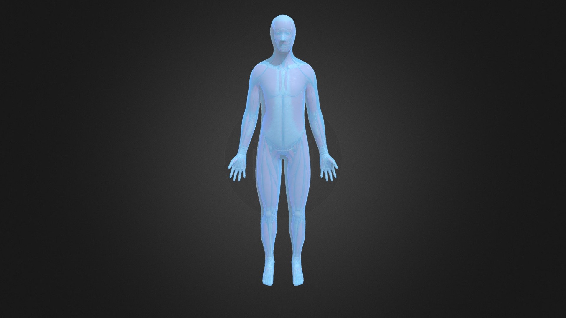 Human_anatomy3 - 3D model by r2 [a003824] - Sketchfab