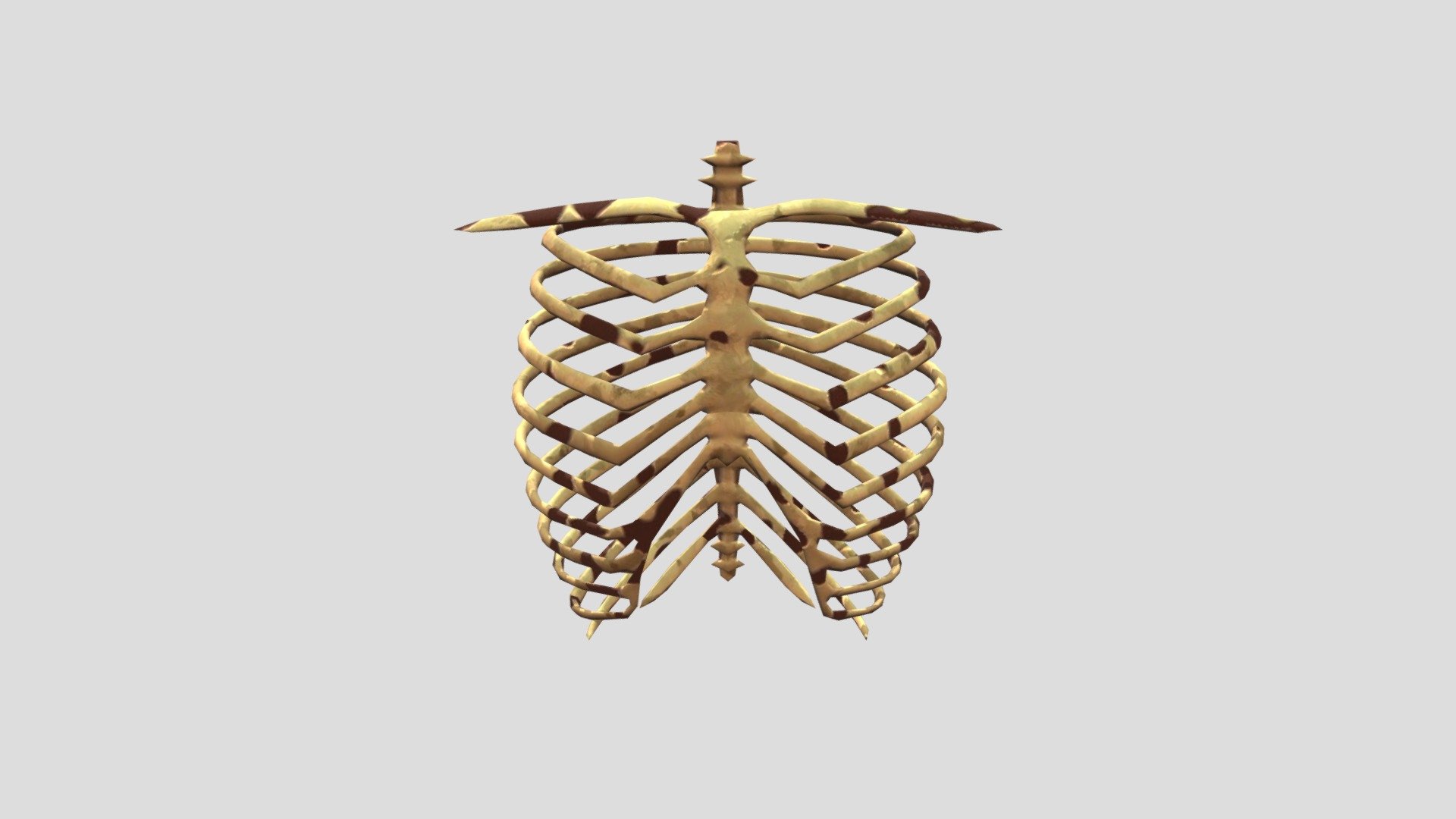 Stylized_Ribcage - 3D model by Ractioneer [a005dac] - Sketchfab