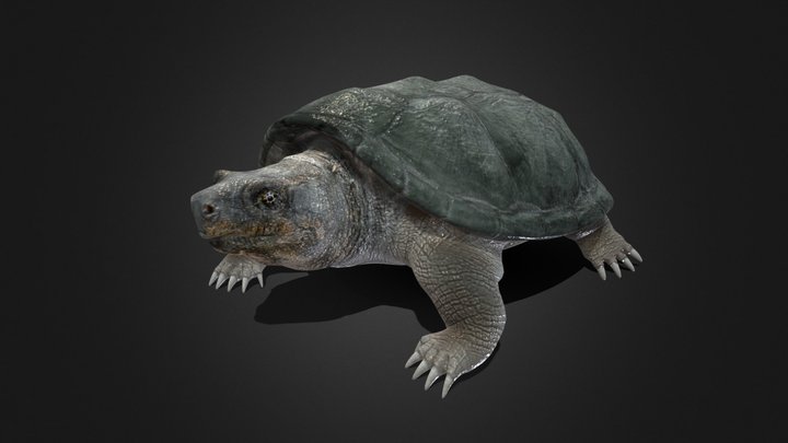 Tortoise 3D models - Sketchfab