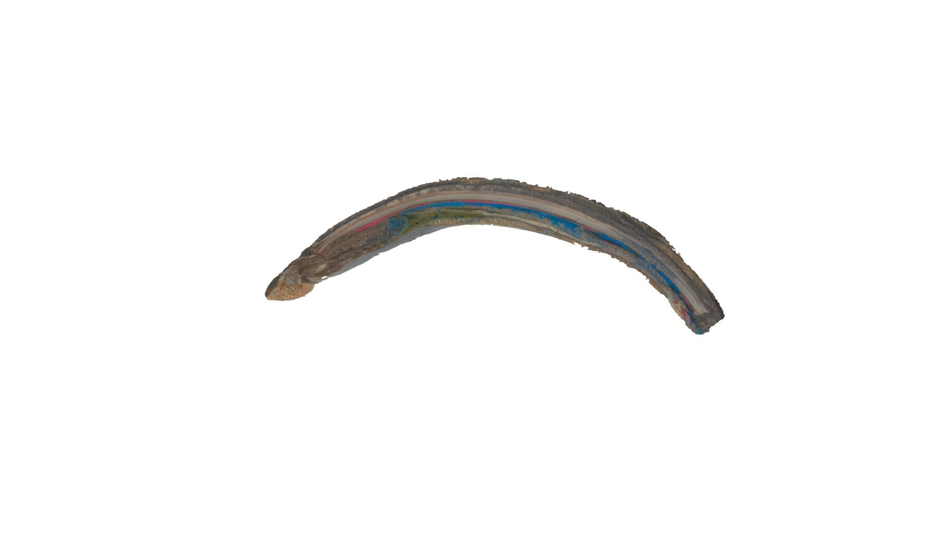 Lamprey Long (labelled) - Download Free 3D model by jdb56 [a00eba3 ...