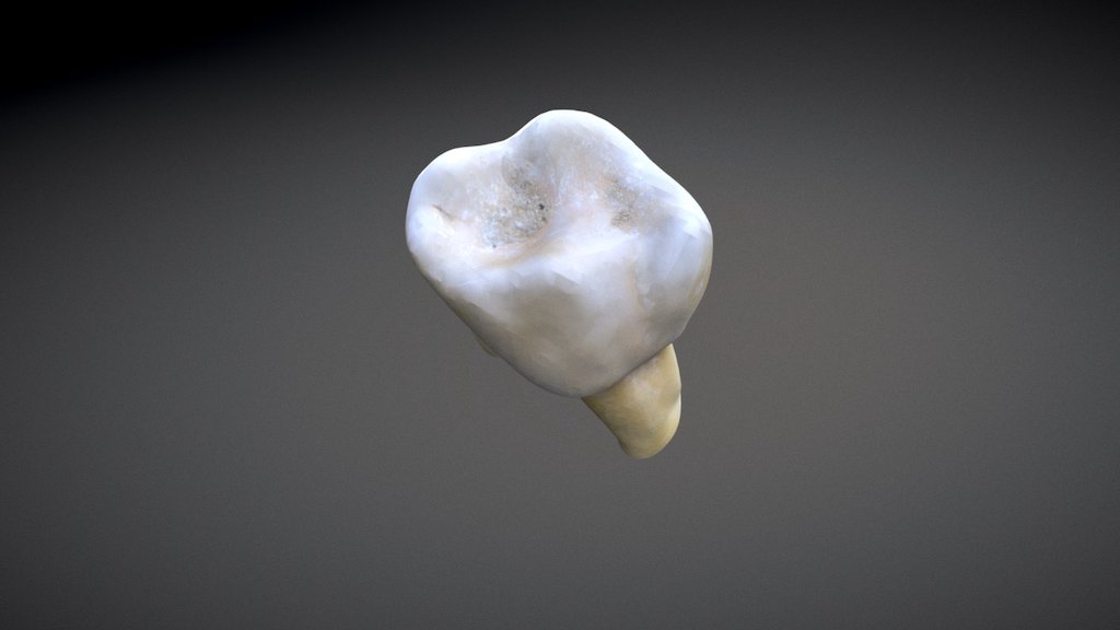 Anatomía dental básica - 3D model by principiante [a014070] - Sketchfab