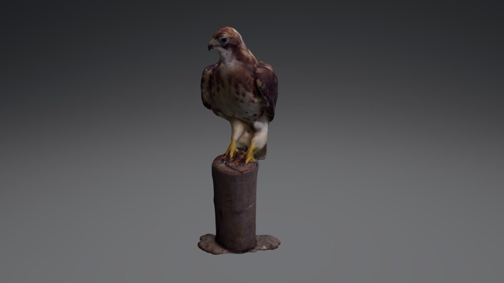 Red-tailed Hawk - Download Free 3D model by Innovation Studio (@cmp ...