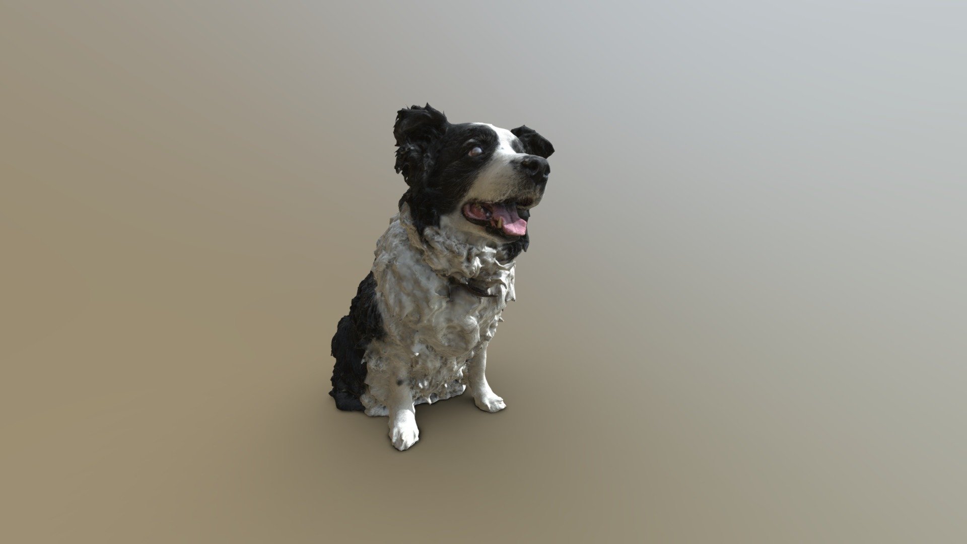 Border Collie Mesh - Download Free 3D model by Artessa [a0189fc ...