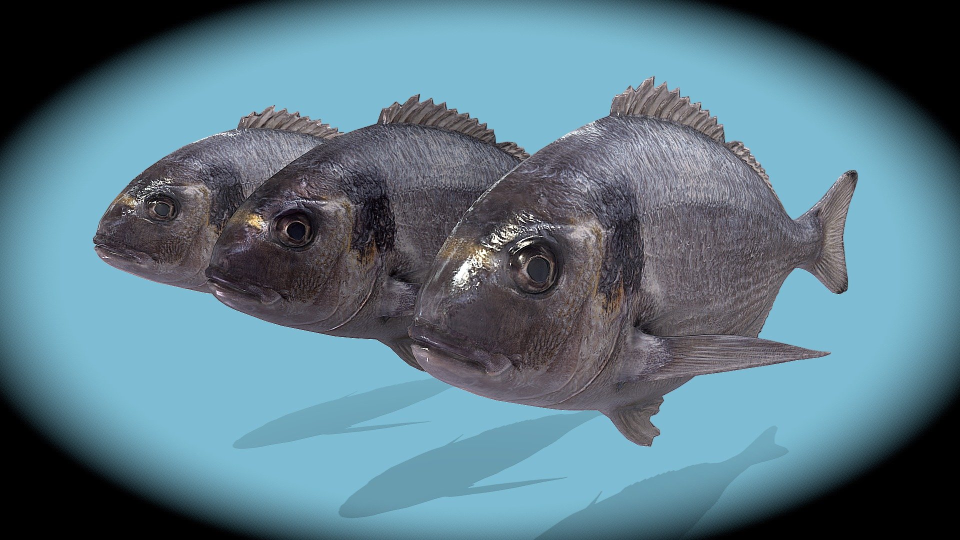 Gilt-head bream - 3D model by interaction [a019fe2] - Sketchfab