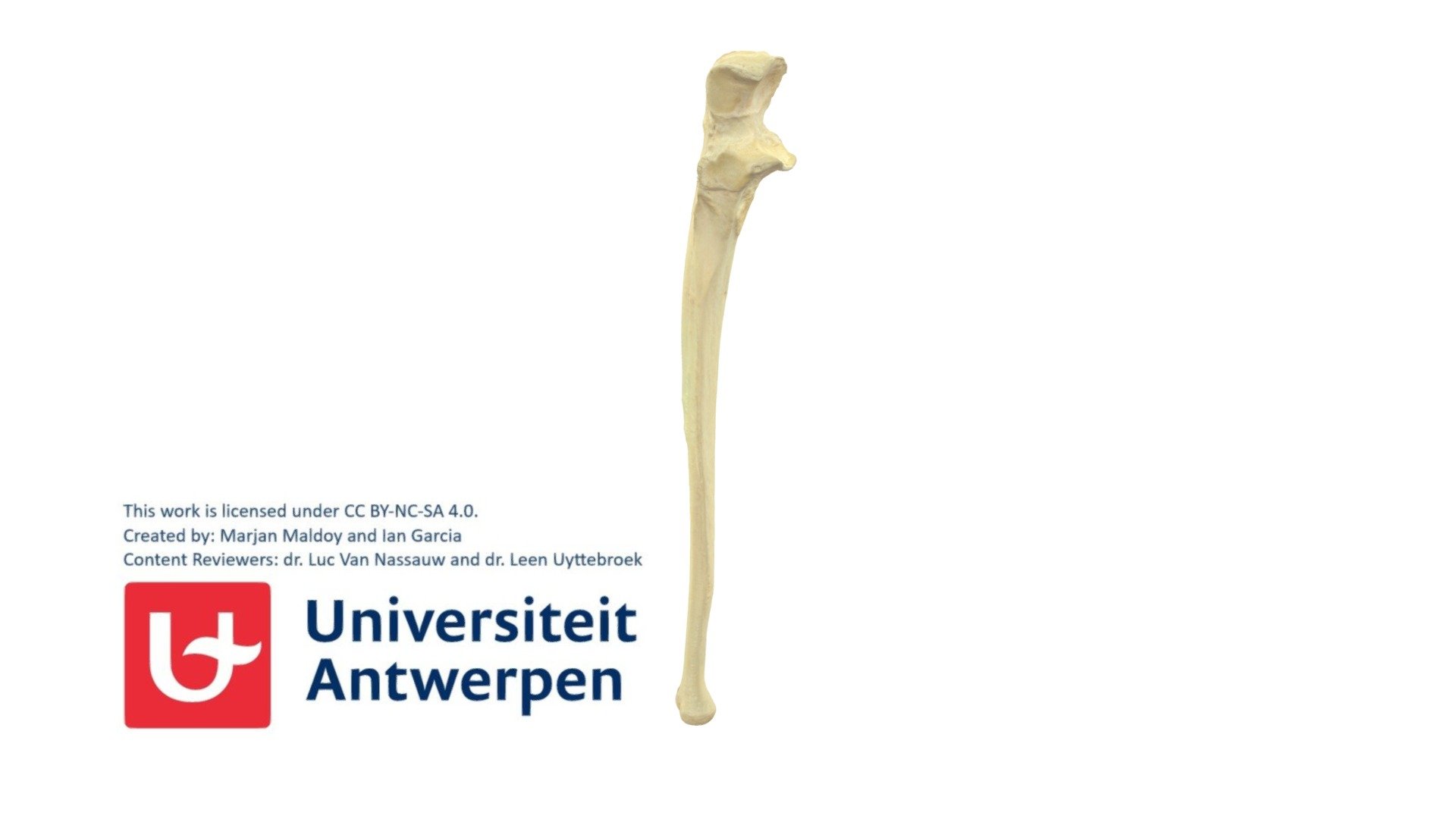 Ulna R - proximale epifyse - 3D model by Universiteit Antwerpen ...