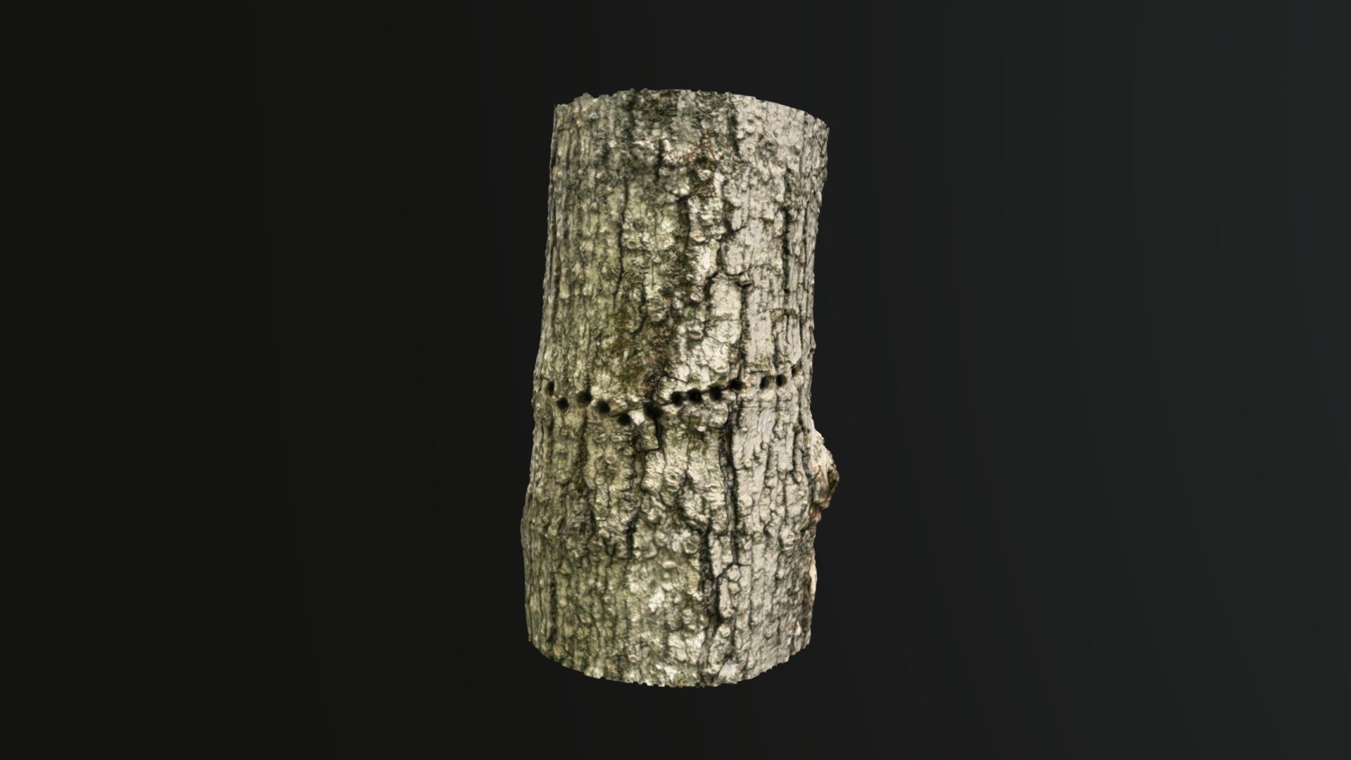 Tree with Woodpecker holes - Buy Royalty Free 3D model by ...