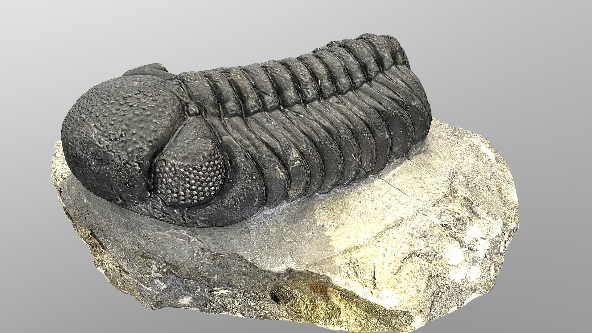 Trilobite_3 - Buy Royalty Free 3D model by MADD Designs (@TDModel ...