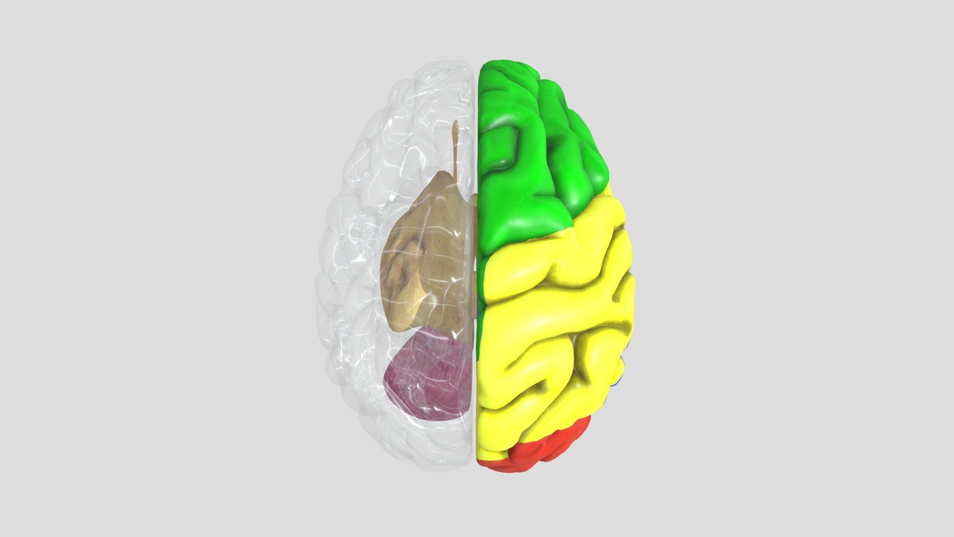 Human-brain-annotated - 3D model by AXO Studio, a Holos Company ...
