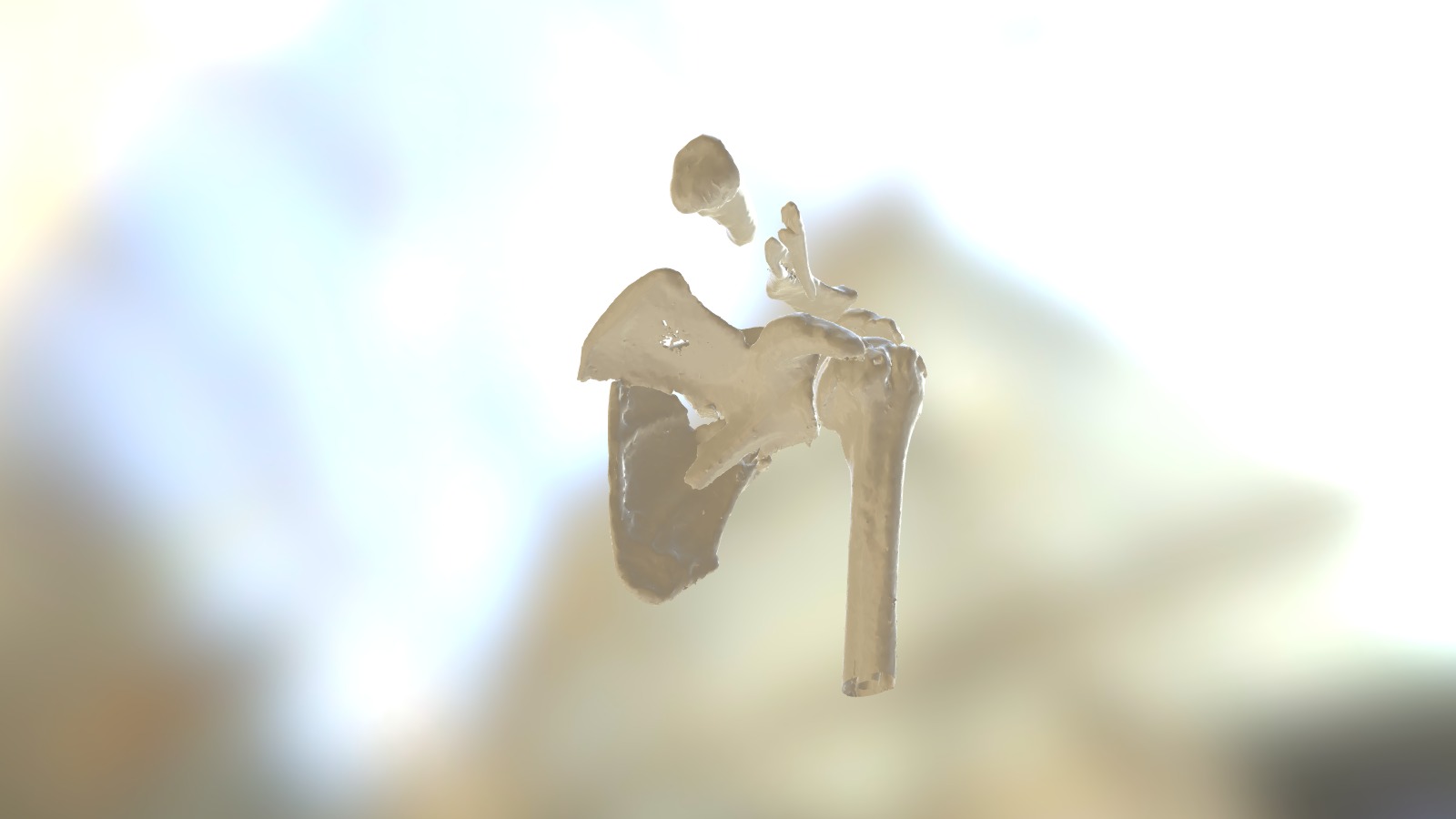 Shoulder - Floating Shoulder - sku355 - 3D model by orto3d [a02d705 ...