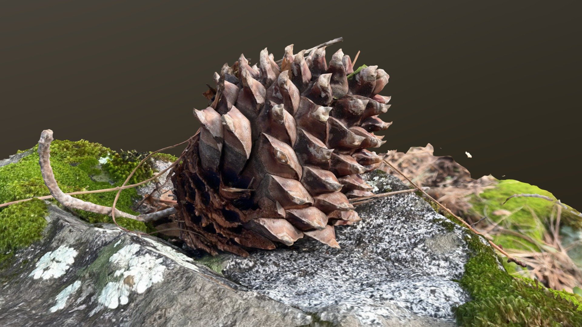 Pine Cone A - Download Free 3D model by kristifir [a02da61] - Sketchfab