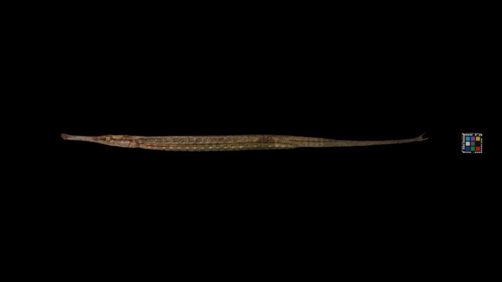 Microphis 3D models - Sketchfab