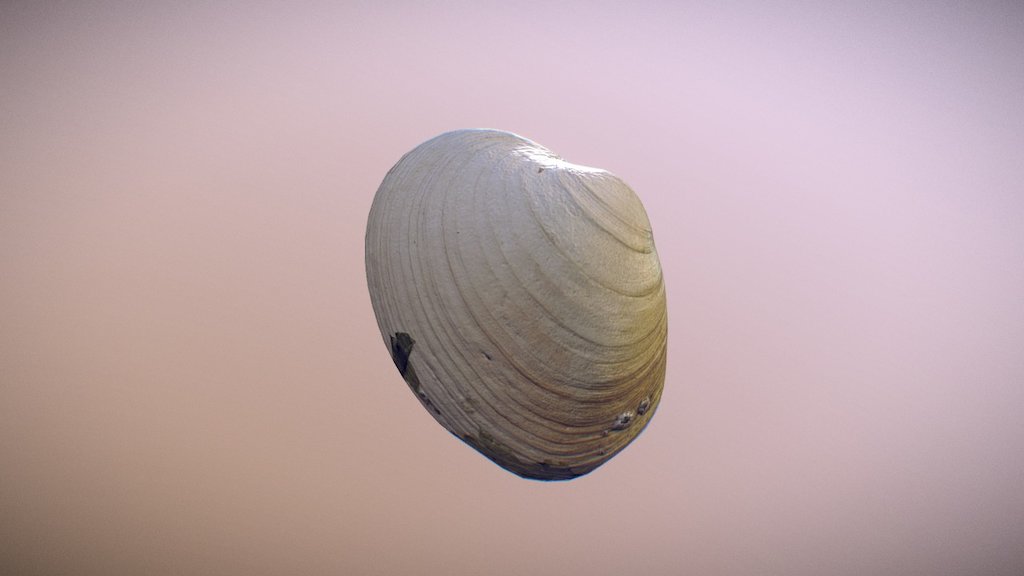 Shell01 (Photogrammetry) - 3D model by pixelvspixel [a02e91e] - Sketchfab