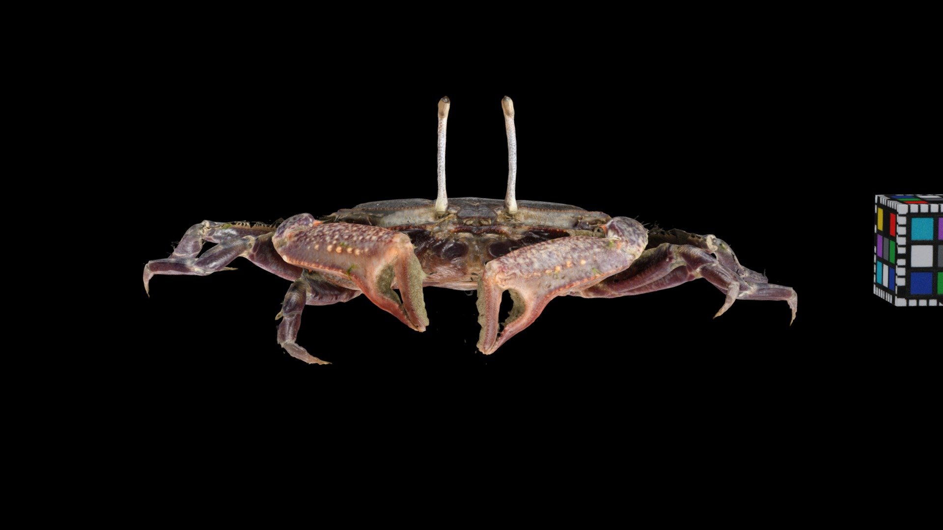 オサガニ Sentinel crab, Macrophthalmus abbreviatus - Download Free 3D model ...