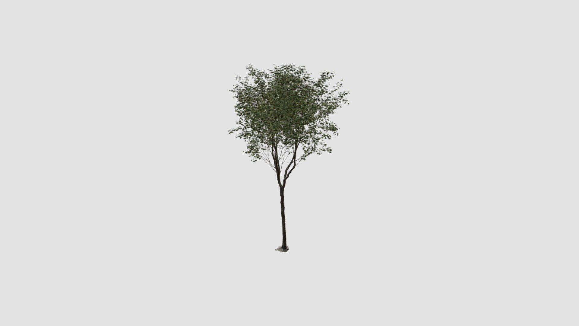 tree - Buy Royalty Free 3D model by Evermotion [a0493b8] - Sketchfab Store