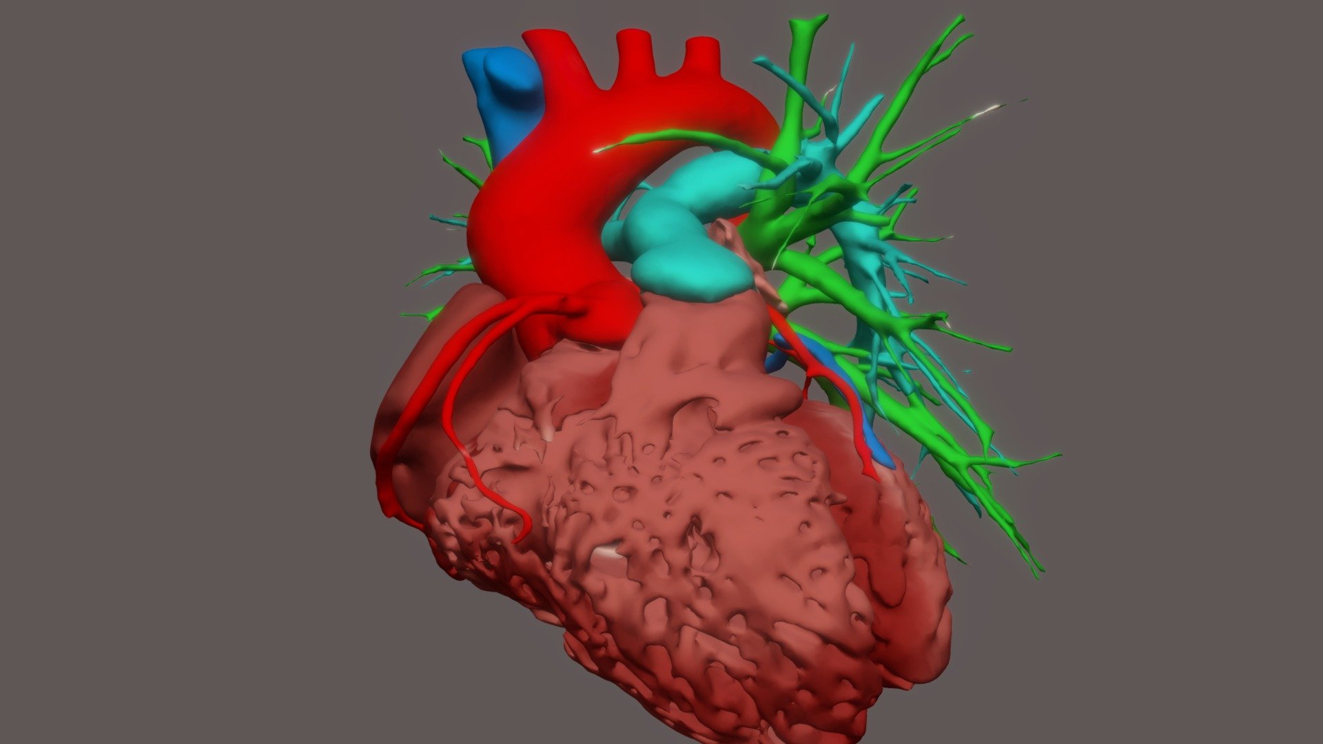 normal HEART & VESSELS - 3D model by Chair_Digital_Anatomy [a050f93 ...