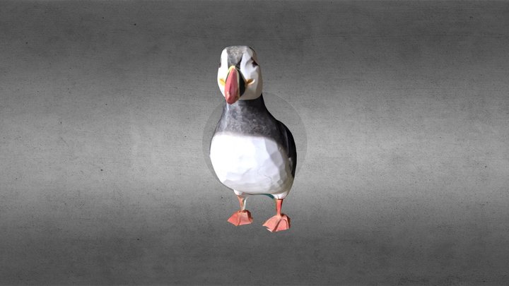 Puffin 3D models - Sketchfab