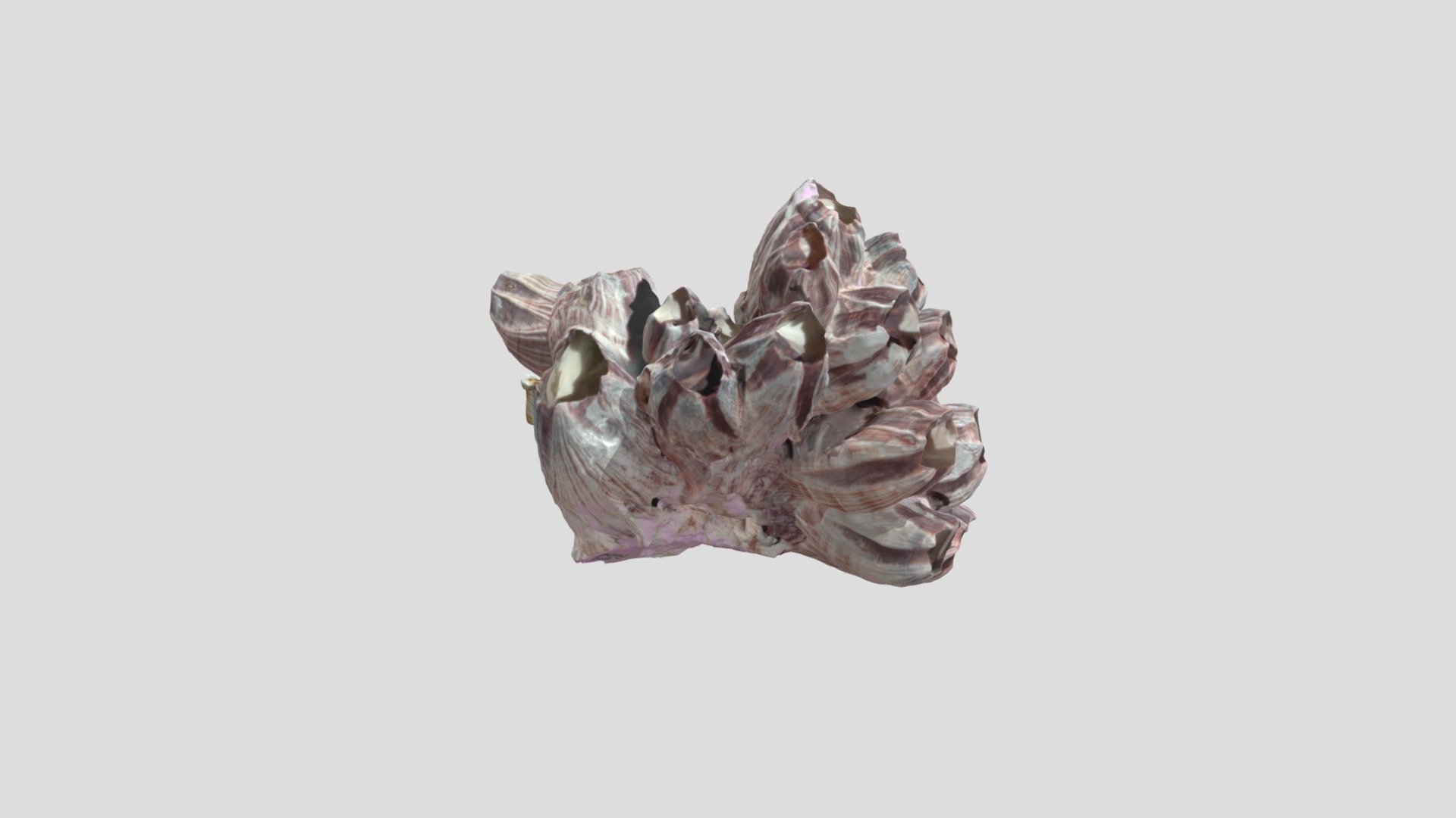 Barnacles - 3D model by Aberdeen City Libraries (@AberdeenCityLibraries ...