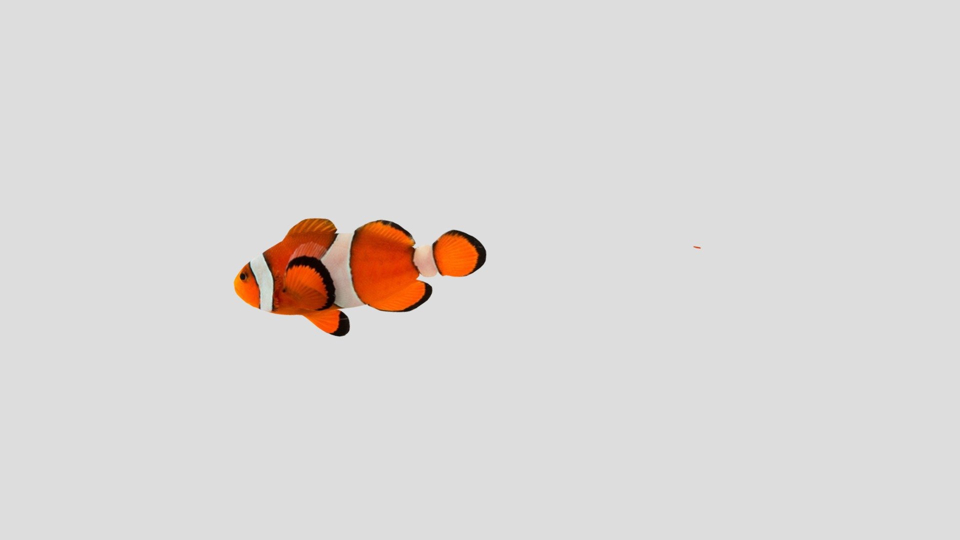 nemo - 3D model by Willis.Chen [a0756a7] - Sketchfab