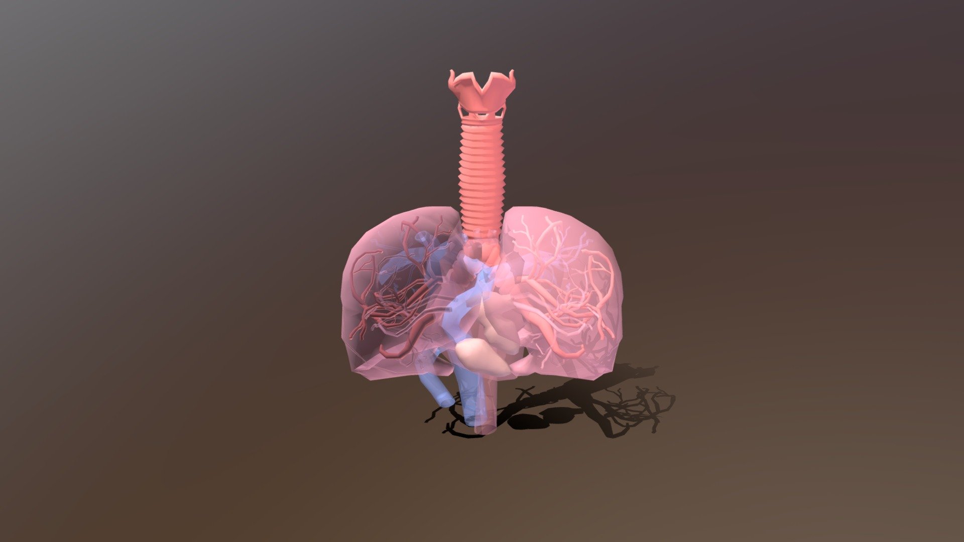 Respiratory System - 3D model by Ramon Duterte Memorial National High ...