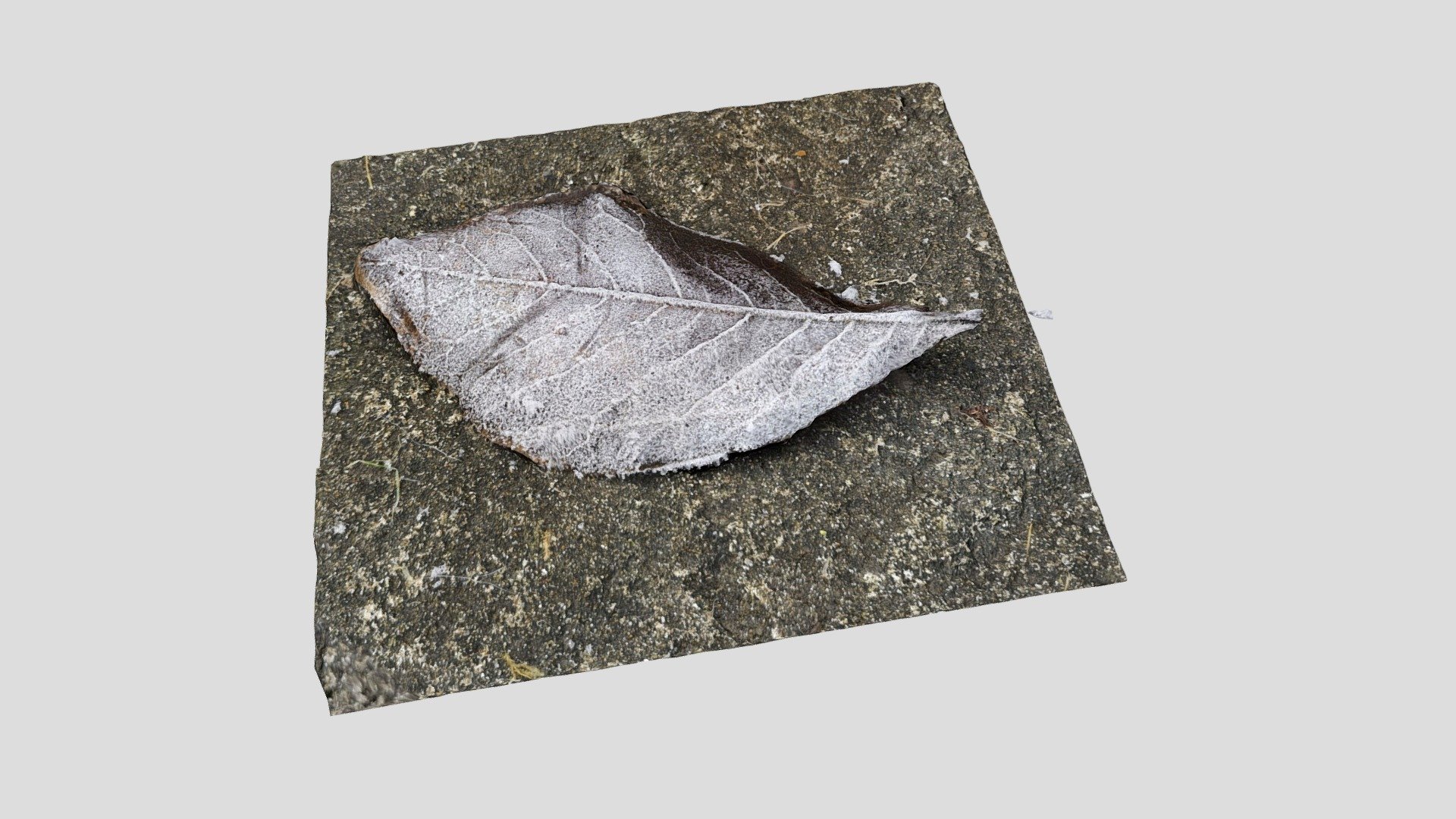 A frozen leaf on the ground - Buy Royalty Free 3D model by garjames1 ...