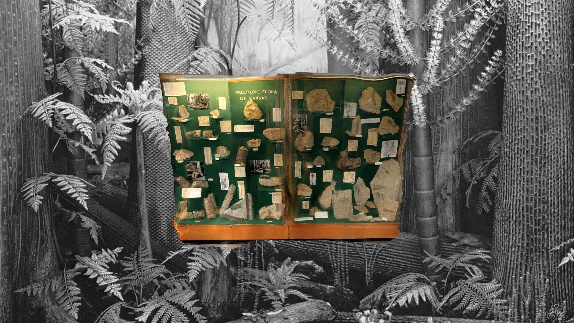 Display 36 & 37 [Paleozoic Flora of Kansas] - Download Free 3D model by ...