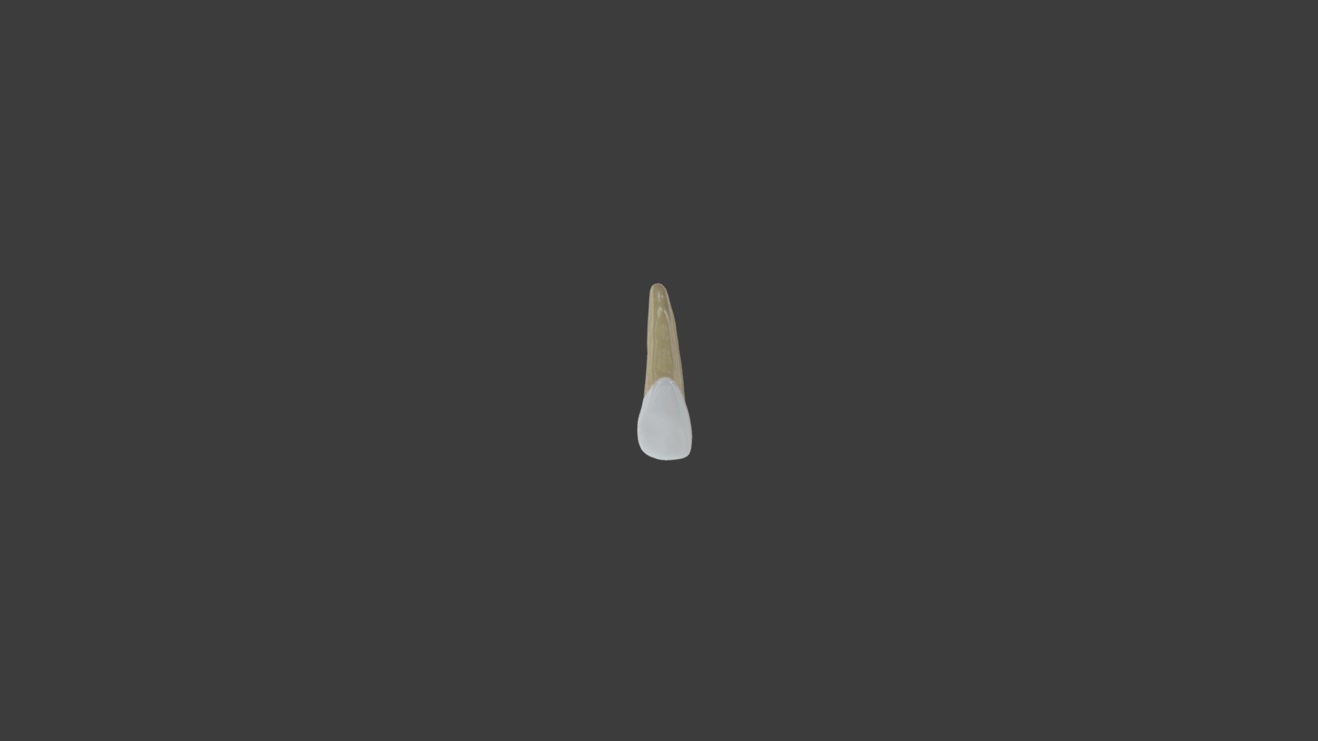 Maxillary Lateral Incisor - 3D model by Ahmed Mahrous (@drahedmahrous ...