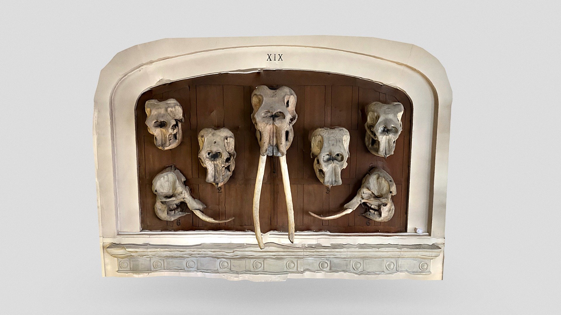 Day 295: Elephant skulls, Natl. Science Museum - Download Free 3D model ...