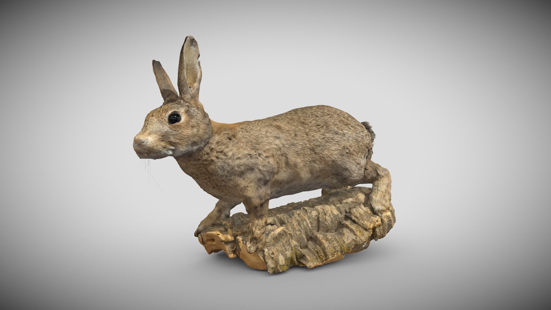 rabbit - 3D model by propmaster [a08b91f] - Sketchfab