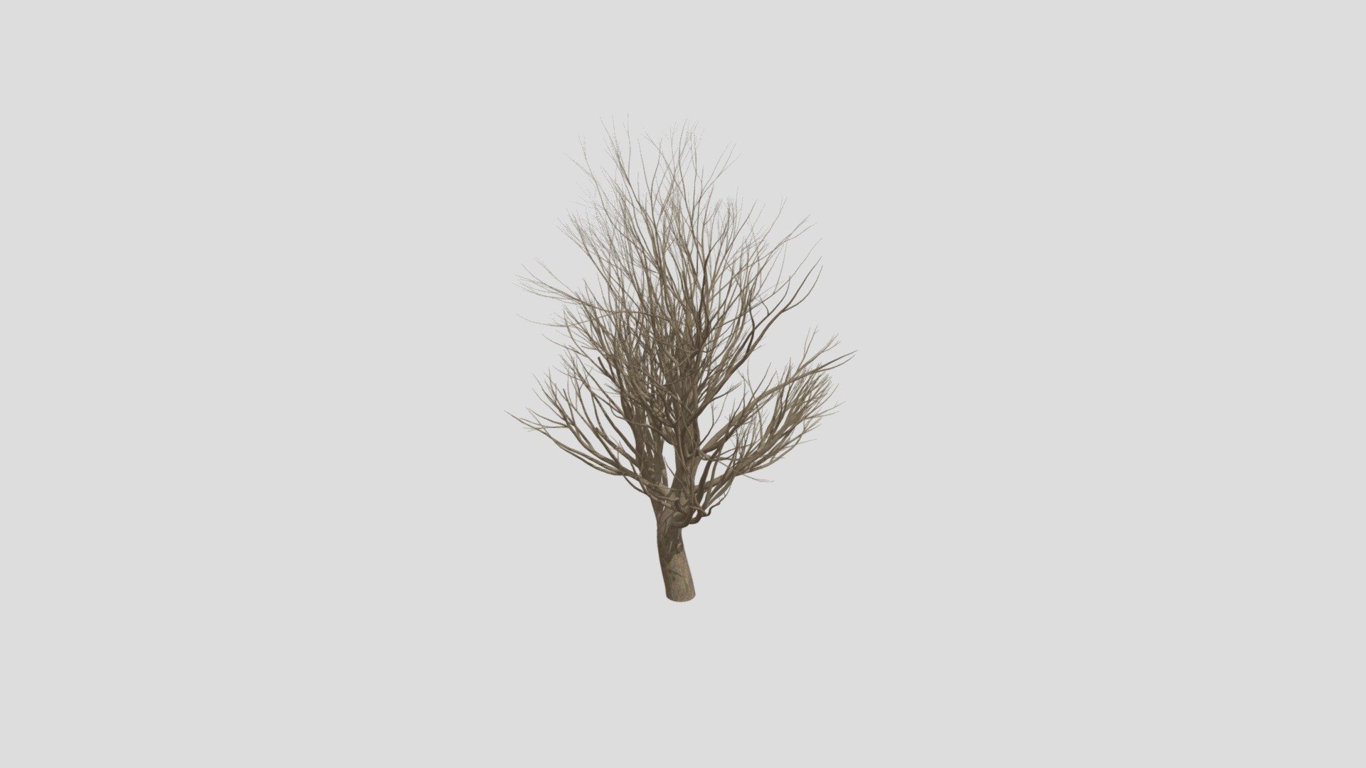 tree branch - 3D model by Justyna.sliwinska [a08d860] - Sketchfab