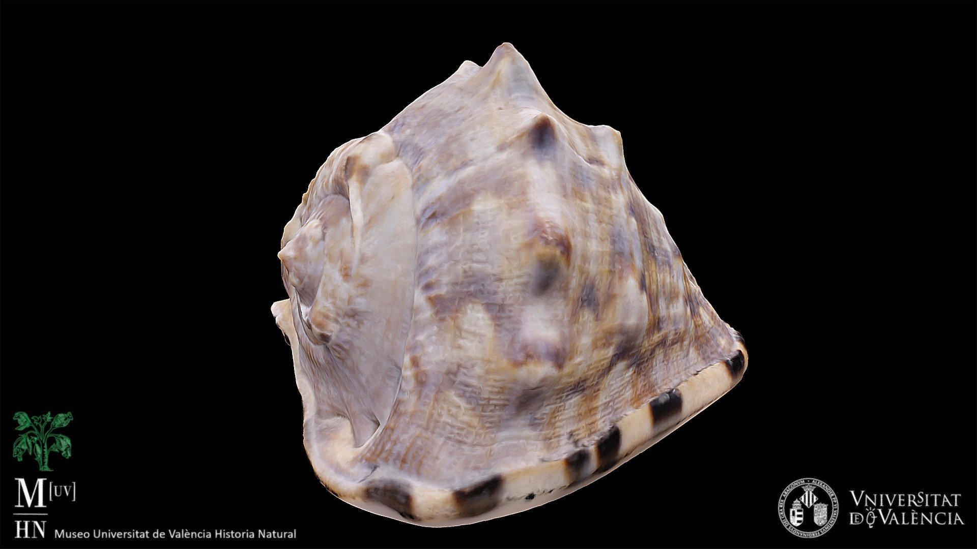 Gasterópodo Cypraecassis rufa - Download Free 3D model by Museo [UV ...