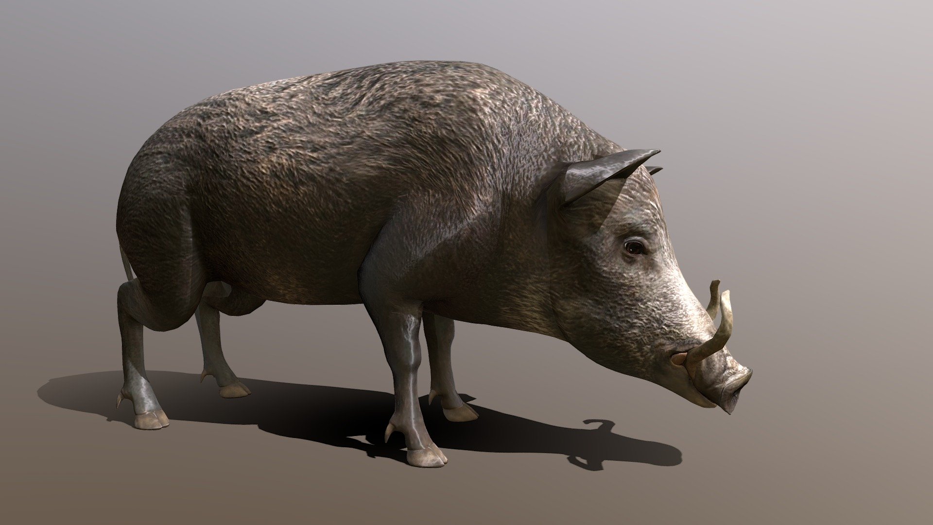 Boar Animated - Buy Royalty Free 3D model by Fujitora (@dubaakoor22 ...