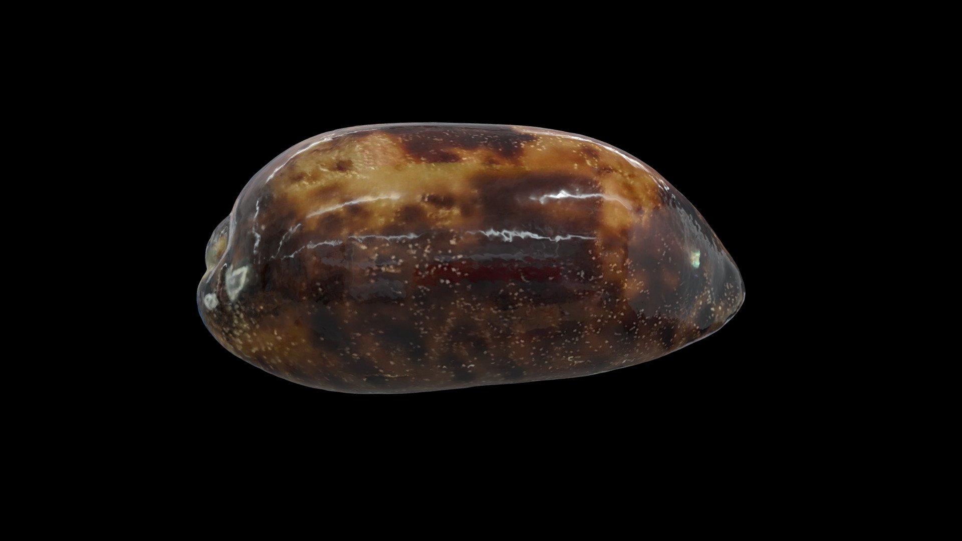 Chelycypraea Testudinaria (Tortoise Cowrie) - Download Free 3D model by ...