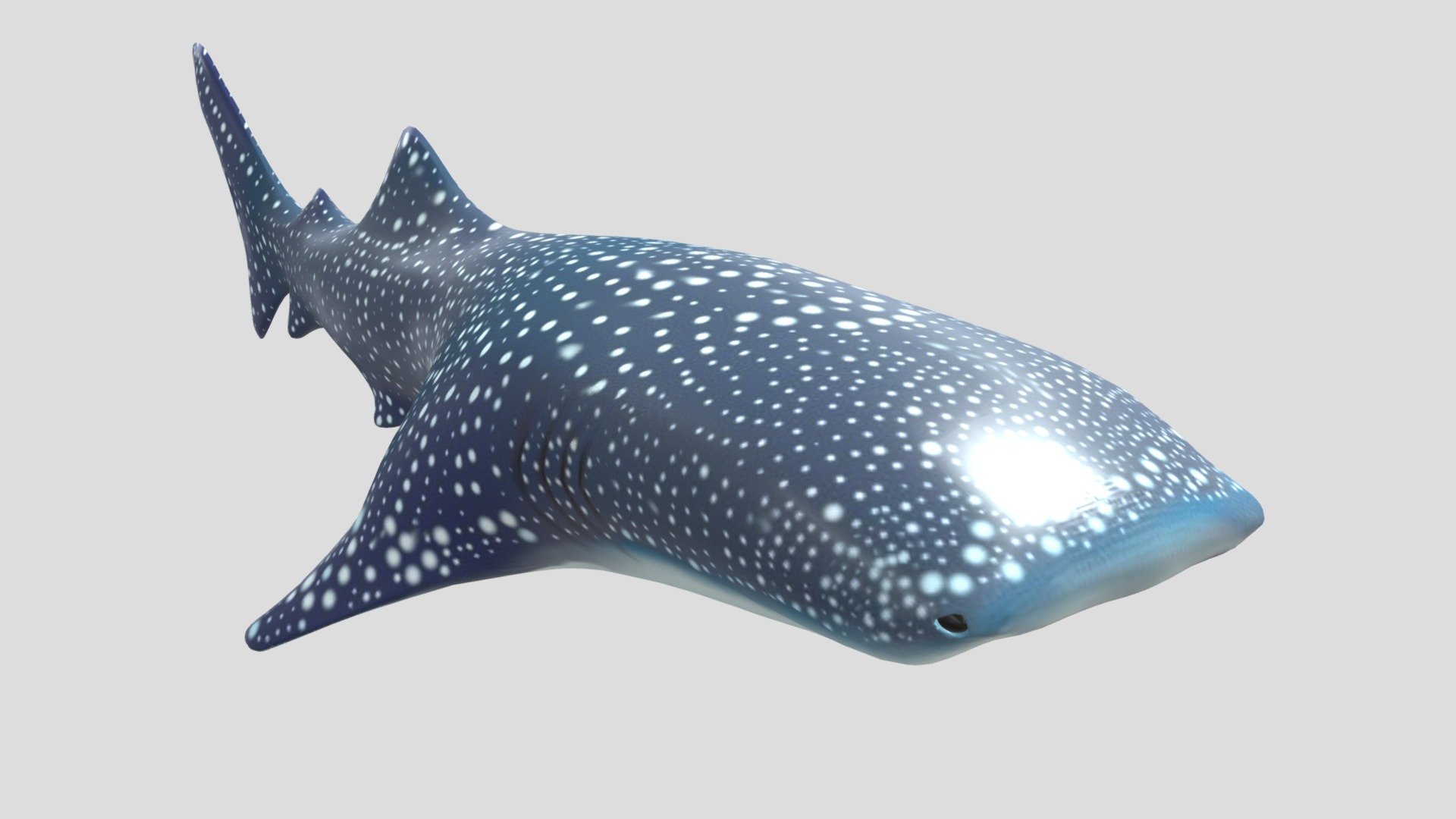 Whale Shark - 3D model by AbeCroma Studios (@AbeCromaStudios) [a09e338 ...