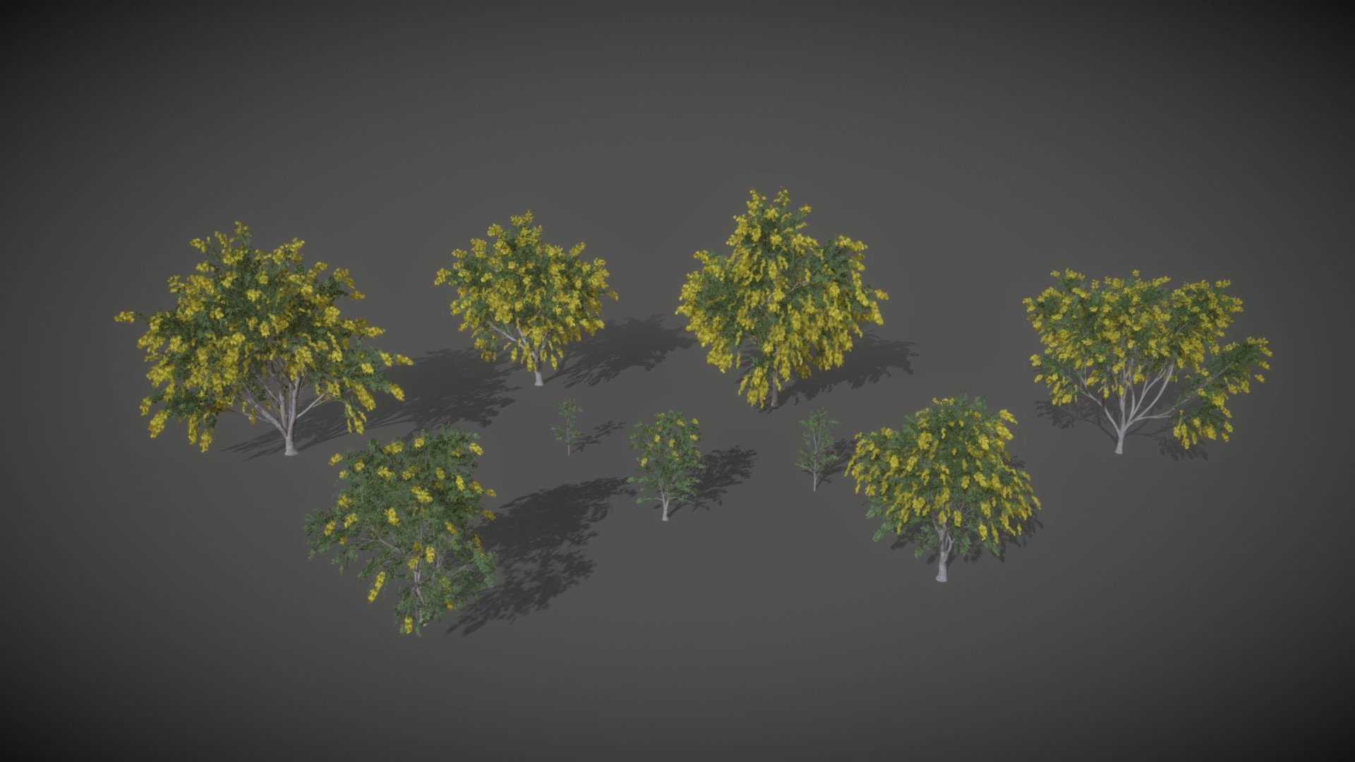 AS04 Cassia Fistula (Golden Shower) - Buy Royalty Free 3D model by xfrog [a09fe29] - Sketchfab Store