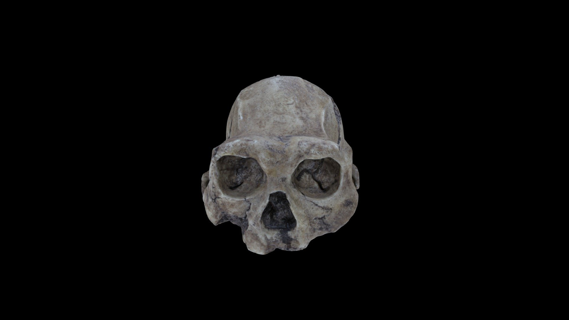 Dmanisi Individua 4 Homo erectus skull - 3D model by jonspenard ...