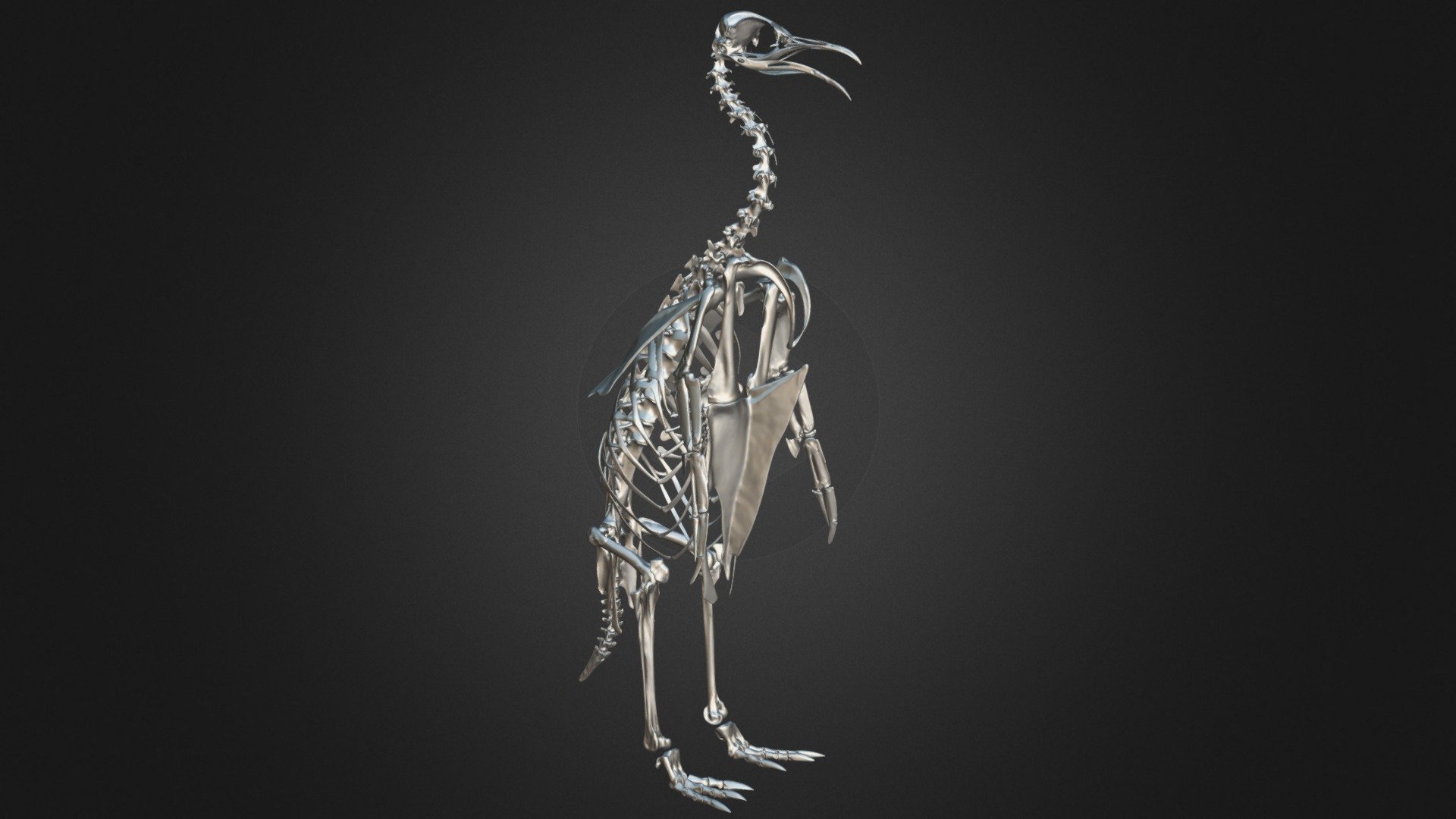Penguin Skeleton 3D Model - Buy Royalty Free 3D model by Yacine BRINIS ...
