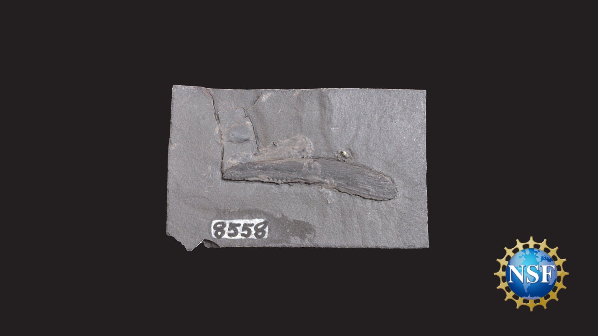 CMNH 8558 Micro Arthrodire Infragnathal - 3D model by Cleveland Museum ...