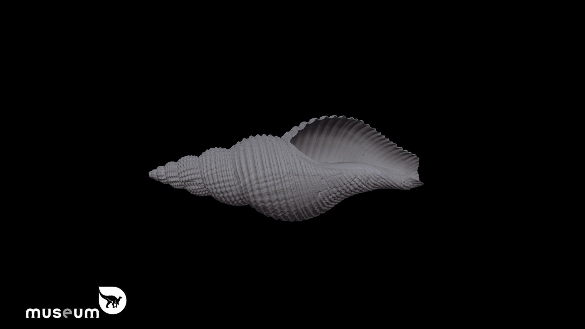 BE-RBINS-INV-TYPES-MT-534-Eosipho-poppei - 3D model by Royal Belgian Institute of Natural ...